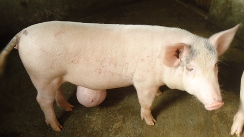 Đổ xô đi xem 'con heo lạ' ở Quảng Nam