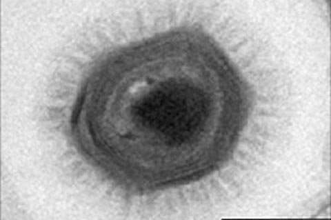 Phát hiện virus lớn nhất thế giới
