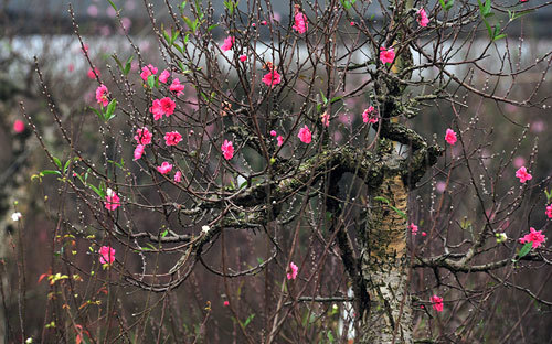 Cách chọn đào để nhà đẹp, phòng sang dịp Tết