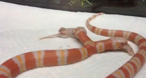 Kỳ quái rắn 2 đầu ăn 2 con chuột cùng lúc