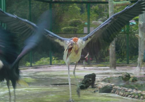 Những con chim khổng lồ ở vườn thú Sài Gòn