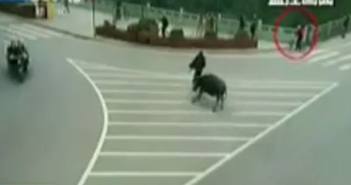 Trâu điên làm loạn phố Trung Quốc